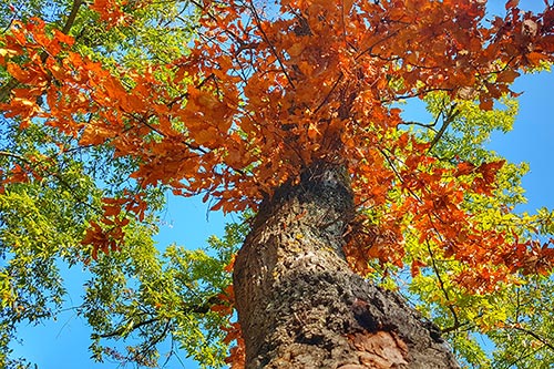 Caspian Hyrcanian Forests