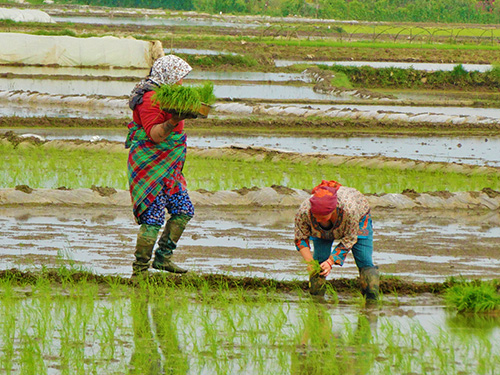 Iran Rice Harvesting